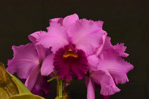 C,(Lc.) Sharon Shutty Wright