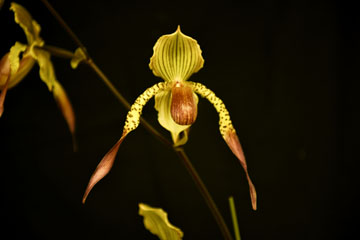 Paph . Julius 'Joyful Village'